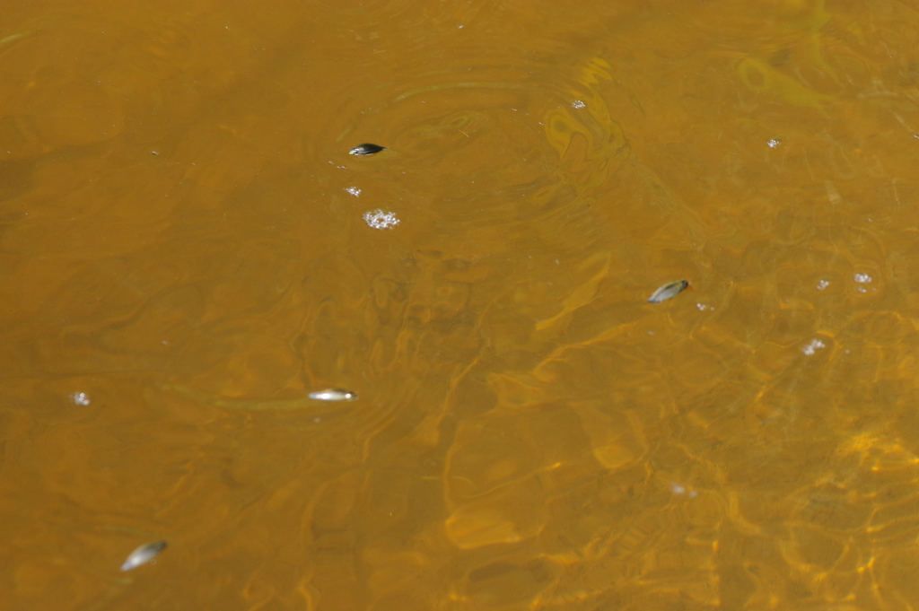 Gyrininae from East of the R350, either side of the Fish River through ...