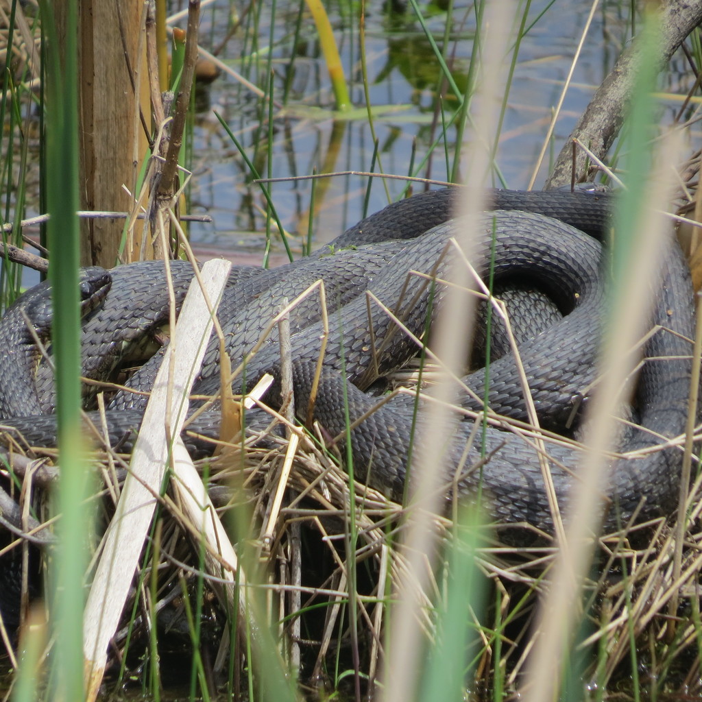 Lake Erie Watersnake in May 2018 by birds_and_wasps · iNaturalist