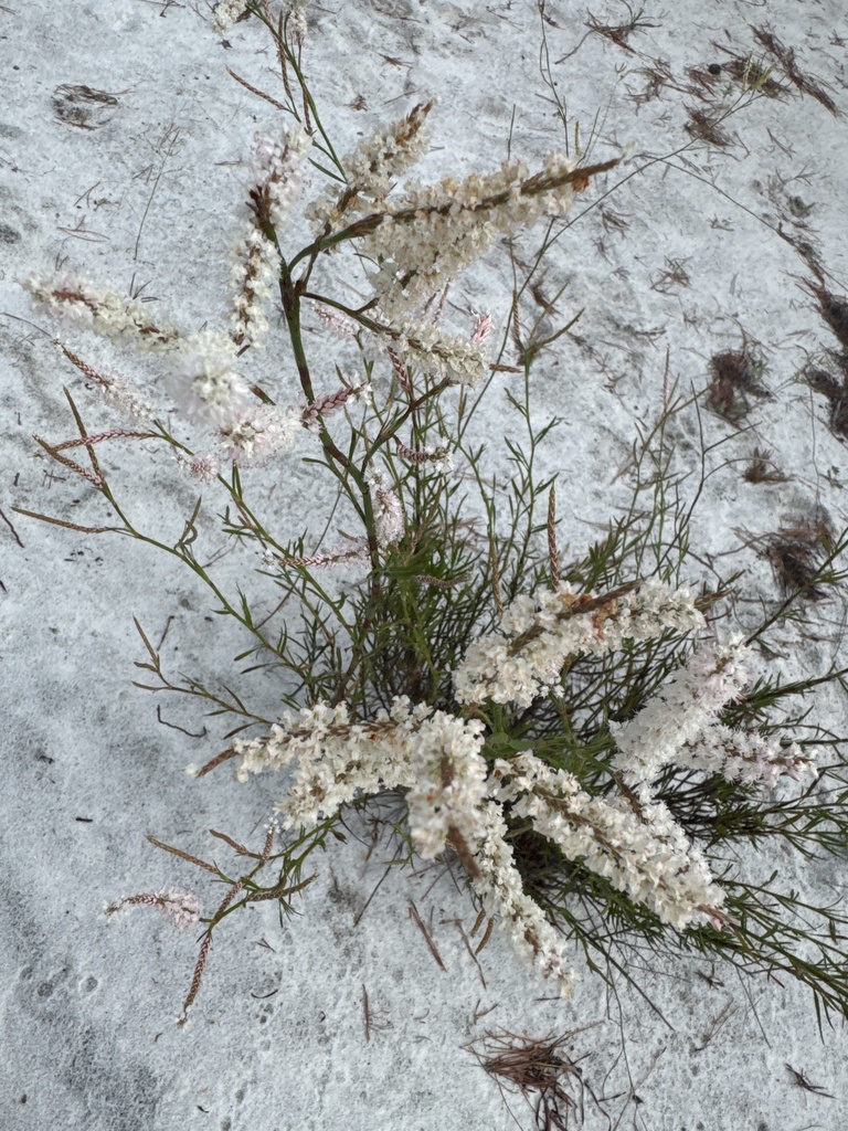 Sandhill wireweed from Singer Island, Jupiter, FL, US on November 26 ...