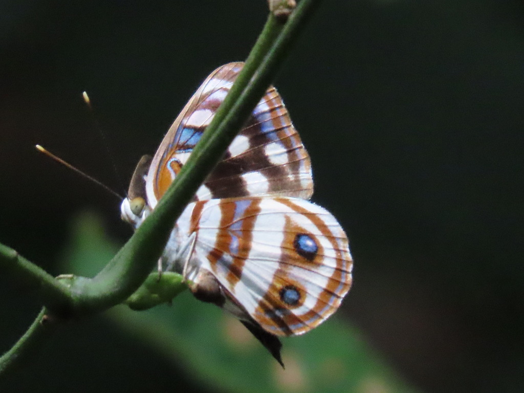 Dynamine onias from Ariquemes - RO, Brasil on November 26, 2023 at 11: ...