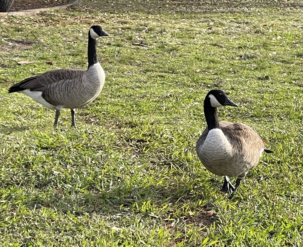 Canada Goose from E Lawther Dr, Dallas, TX, US on November 26, 2023 at ...