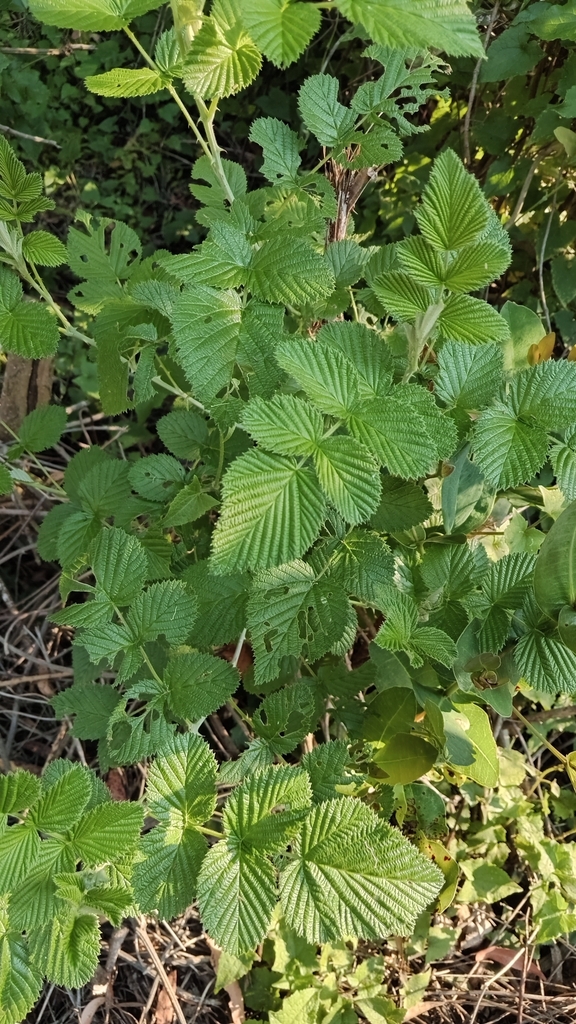 Ceylon Raspberry from Mbombela, South Africa on November 26, 2023 at 05 ...