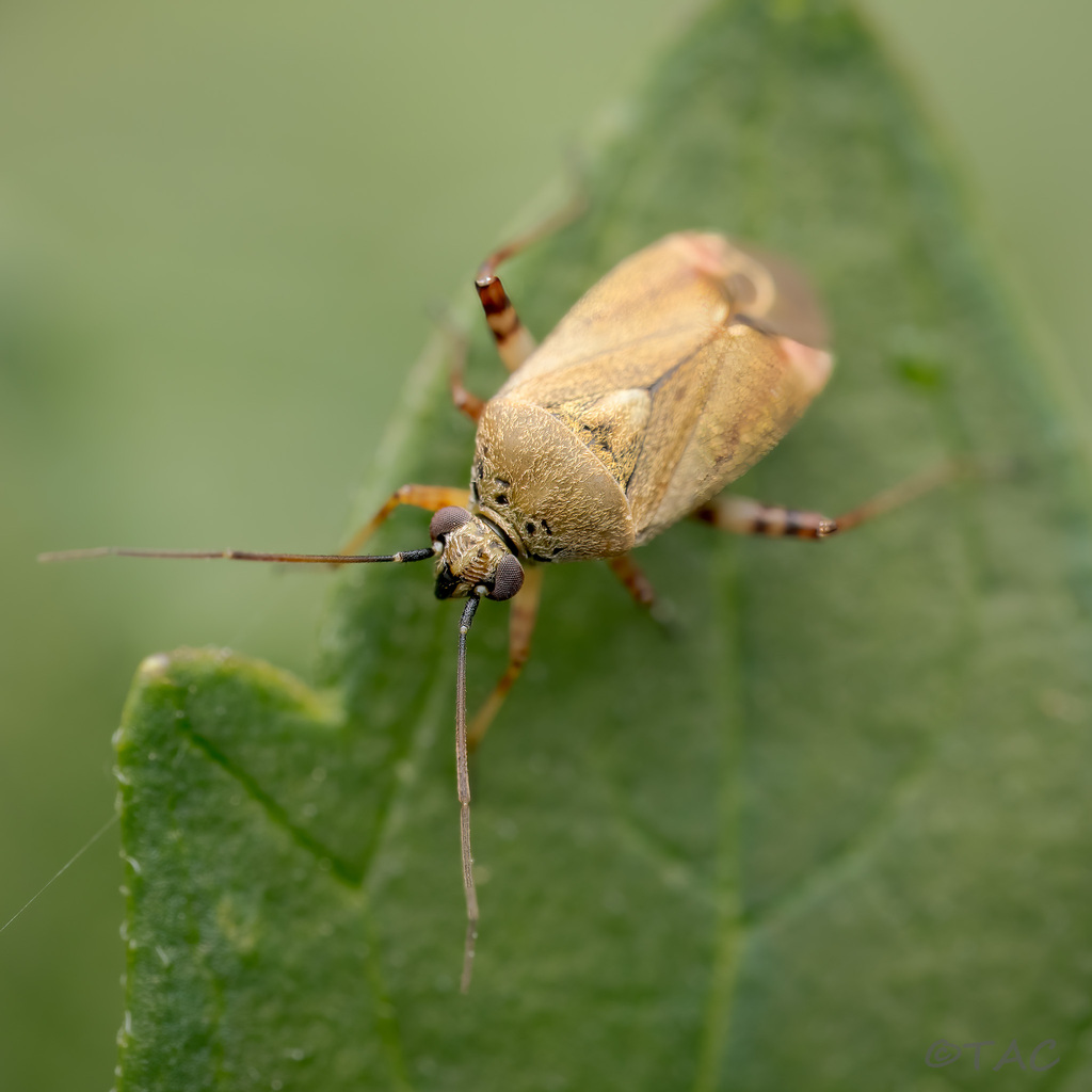 Red-spotted Aster Mirid from Long Canyon, Austin, TX 78730, USA on ...