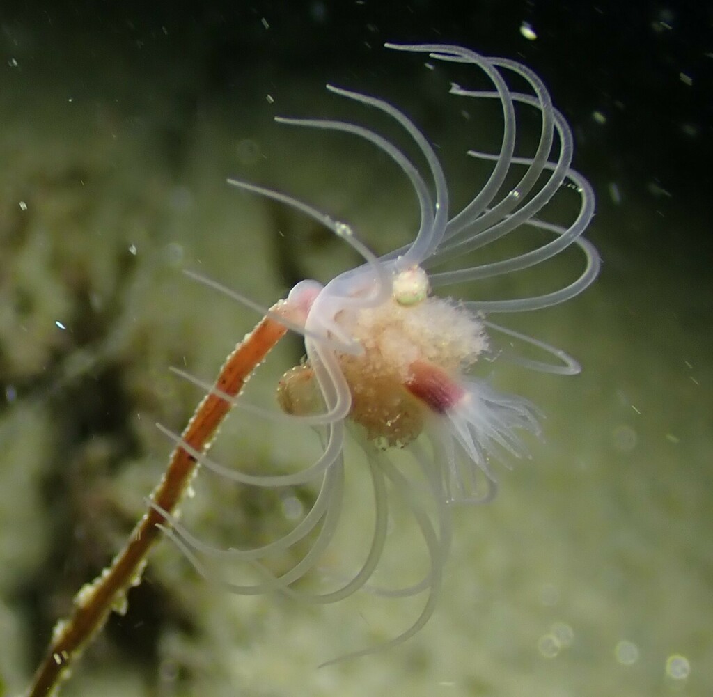 tubular hydroid from San Diego County, CA, USA on November 26, 2023 at ...