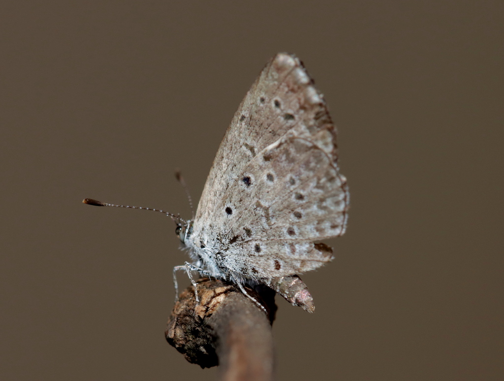 African Grass Blue from 78 Emolweni Rd, Ronaldskloof Ext, Kloof, 3640 ...