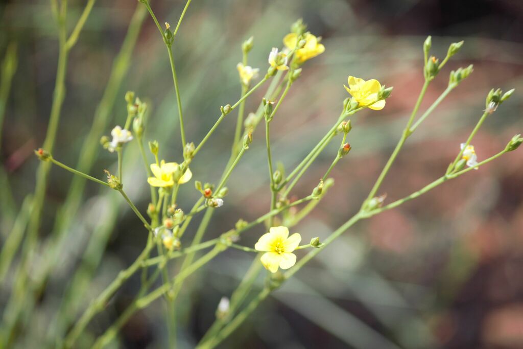Wild Flax from West Rand District Municipality, South Africa on ...
