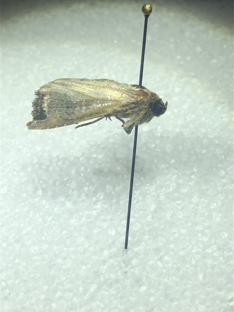 Fall Armyworm Moth from Fannin St, Houston, TX, US on November 26, 2023 ...