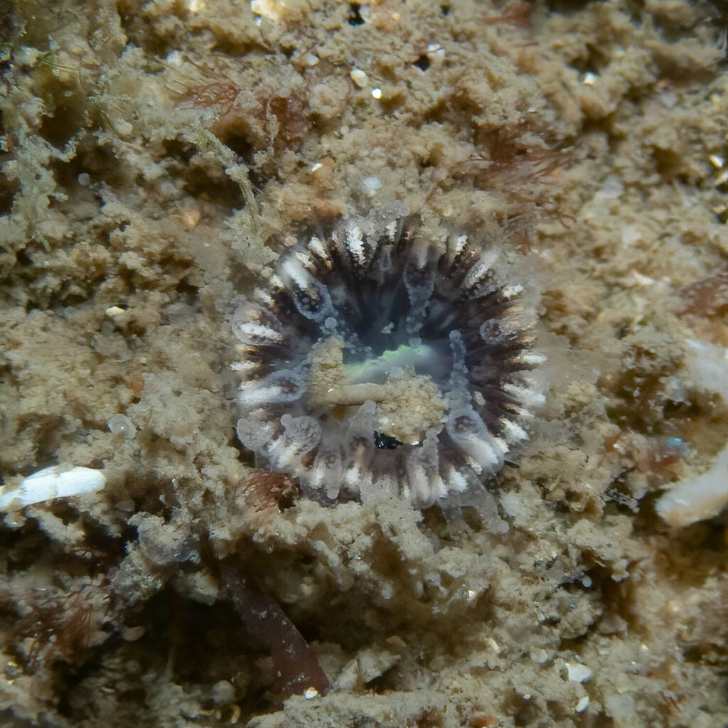 Astrangia from Nelson Bay NSW 2315, Australia on November 25, 2023 at ...
