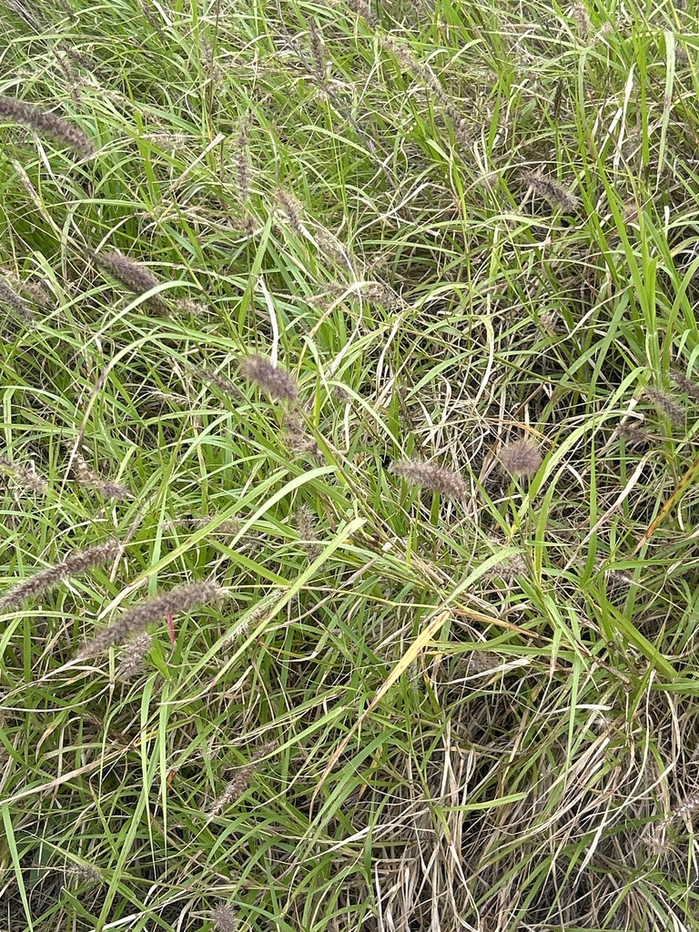 buffelgrass from Corpus Christi, TX, US on November 26, 2023 at 01:20 ...