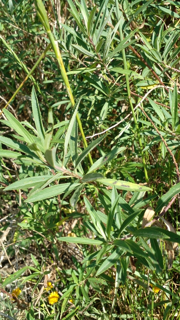 Baccharis punctulata from Ciudad del Plata, Departamento de San José ...