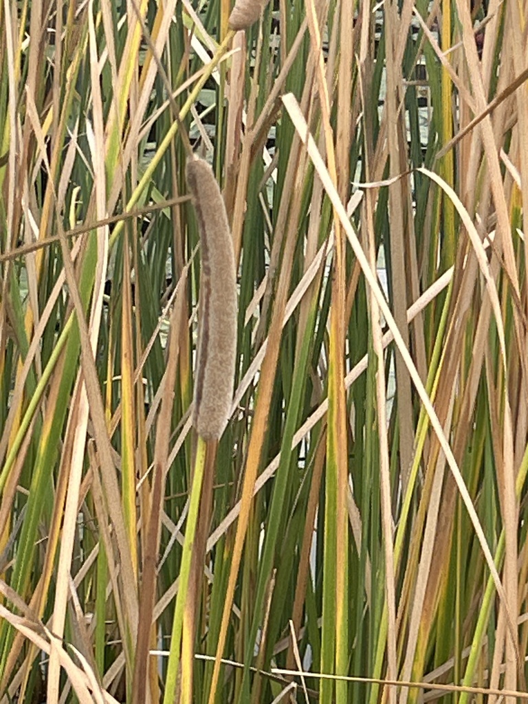 Cattails from N Oso Pkwy, Corpus Christi, TX, US on November 26, 2023 ...