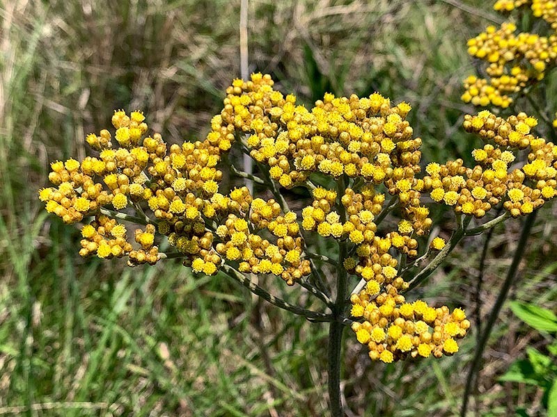 Icholocholo from Hhohho Region, Eswatini on November 25, 2023 by Kate ...