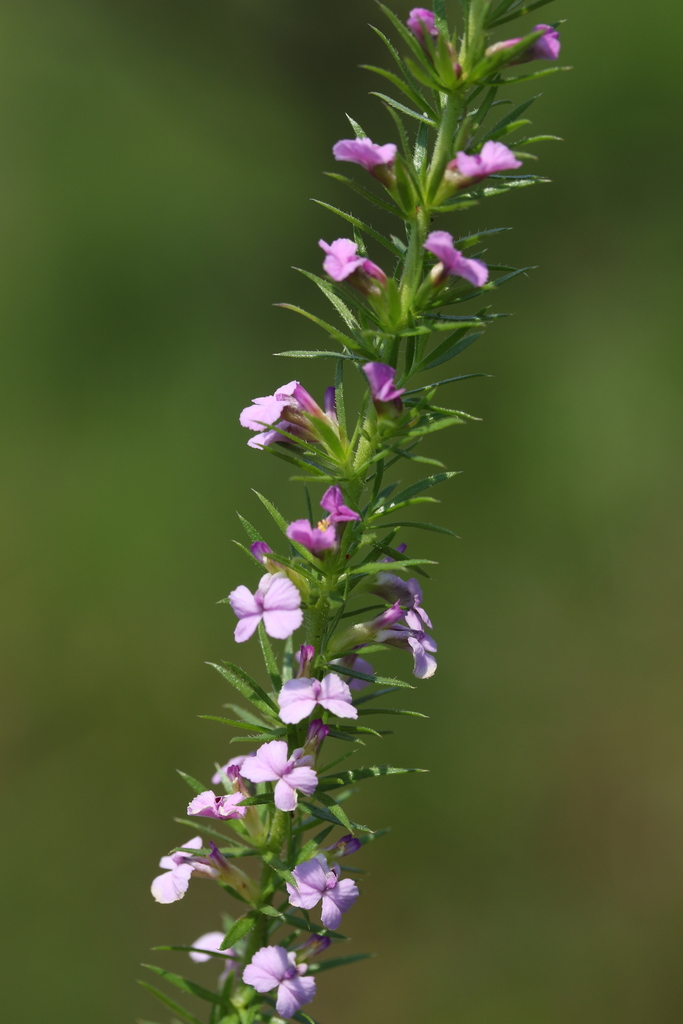 Purple Heath from Kranskloof, Kloof, 3610, South Africa on November 24 ...