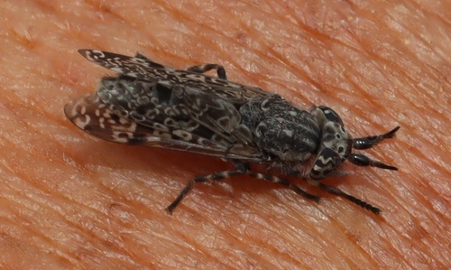 Complex Haematopota ocellata · iNaturalist