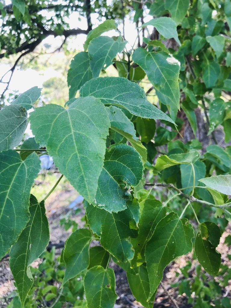 Large fever-berry from Cuando, Zambezi, NA on November 26, 2023 at 04: ...