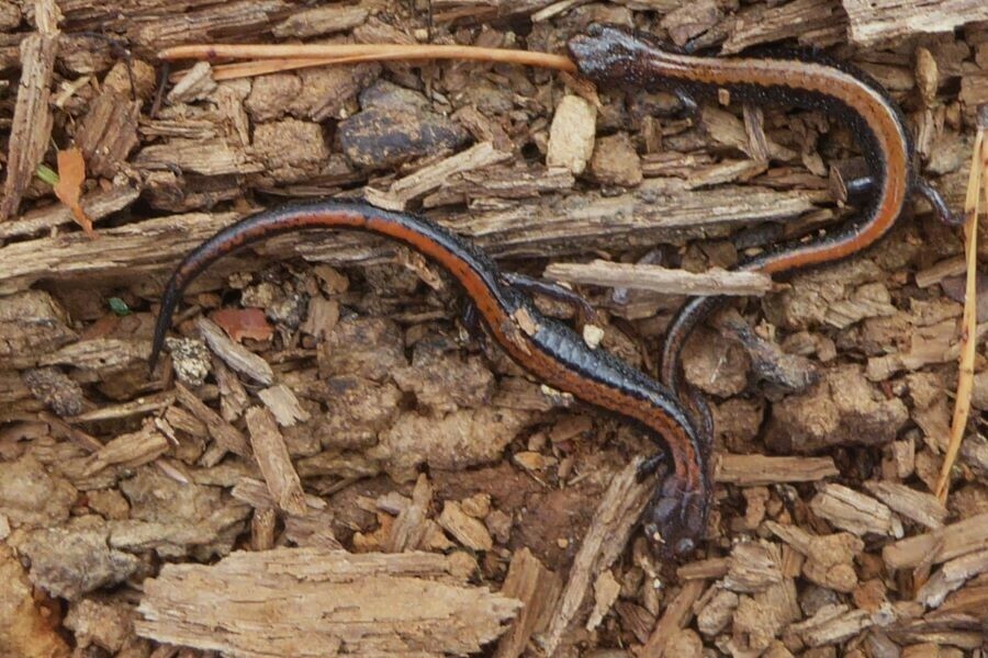 Eastern Red-backed Salamander from Prince William County, VA, USA on ...