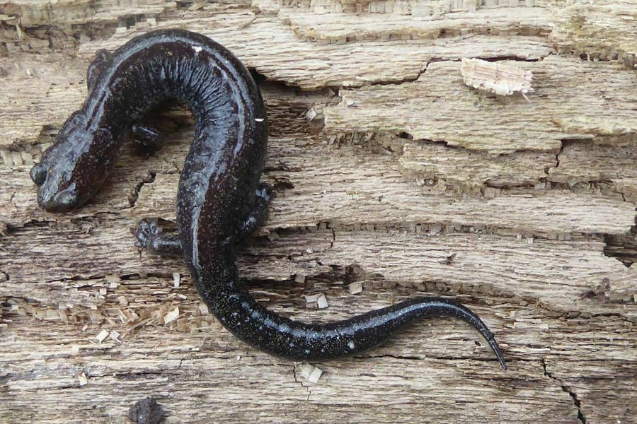 Eastern Red-backed Salamander from Prince William County, VA, USA on ...