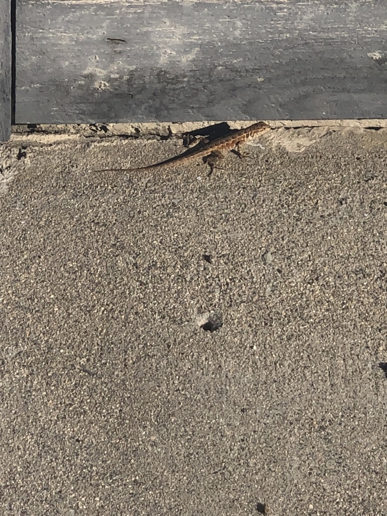 Western Fence Lizard from Magnolia Ave, Riverside, CA, US on October 20 ...