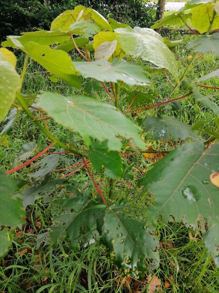 Wild Poplar from Sunnybrae on November 26, 2023 at 11:29 AM by sepia25 ...