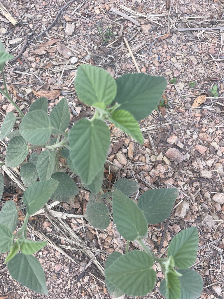 flannel weed from Scrub Rd, Tandur, QLD, AU on November 27, 2023 at 06: ...