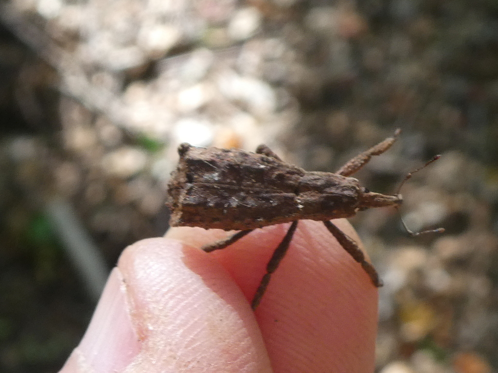 Cuneopterus conicus from Tasman 7183, New Zealand on November 26, 2023 ...