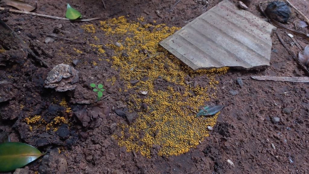 Physaraceae from MF4V+XPC, San Lorenzo 111423, Paraguay on November 26 ...