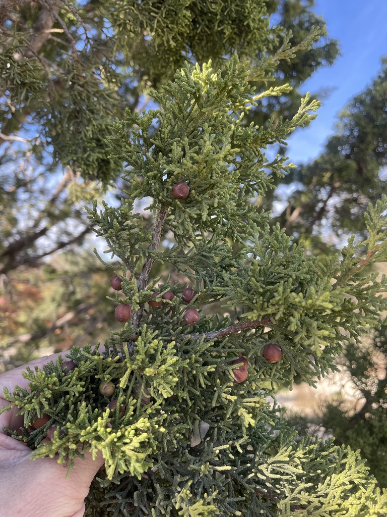 redberry juniper from Winscott Rd, Benbrook, TX, US on November 26 ...