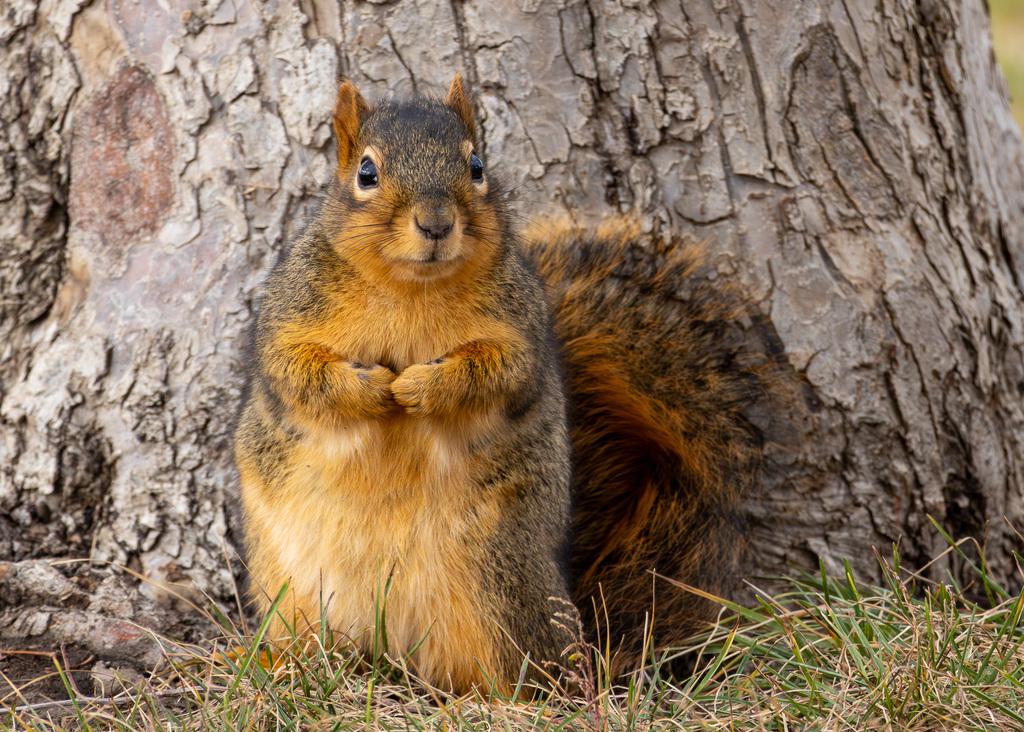 Eastern Fox Squirrel (Reqqus ) · iNaturalist
