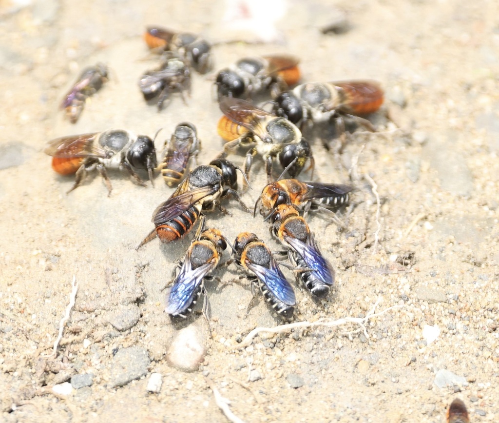 Megachile impressa from Deema Range, Uttarakhand, India on April 22 ...