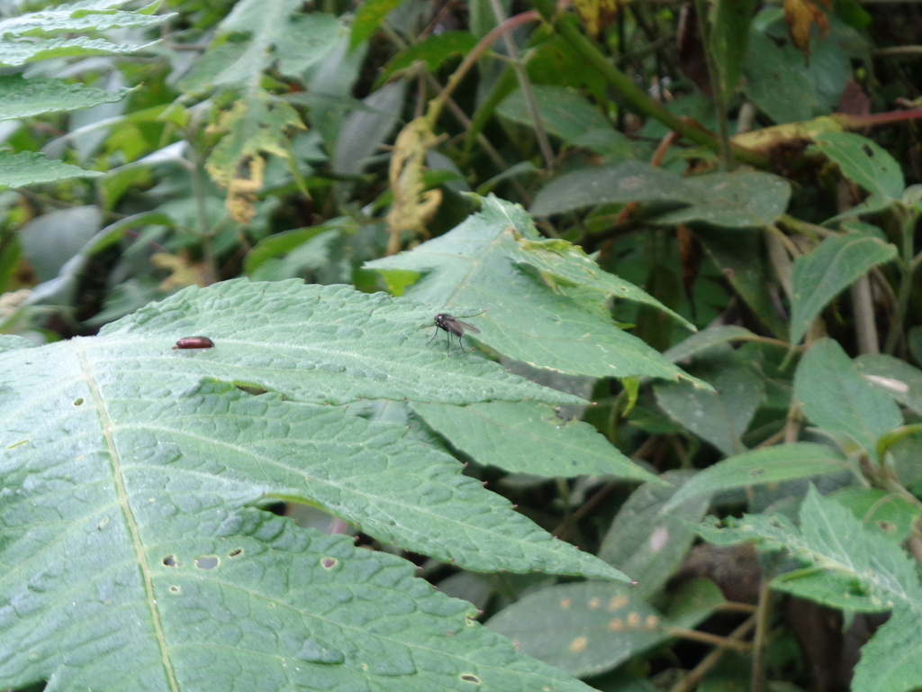 Snipe Flies from X8P7+2C, Tandayapa, Ecuador on October 21, 2023 at 11: ...