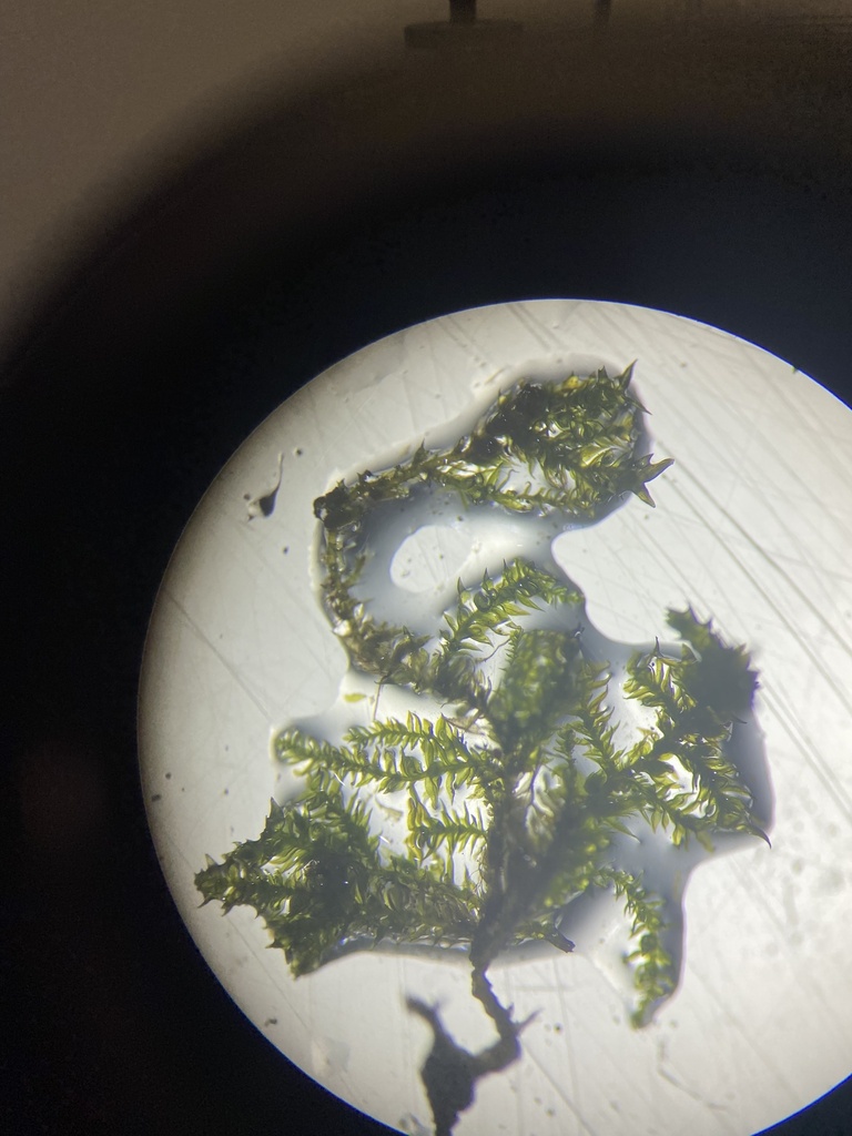 tangled thread moss from Rte Marie-Victorin, Contrecoeur, QC, CA on ...