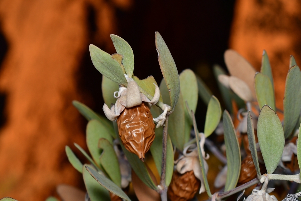 jojoba in November 2023 by Joey Santore. Dioecious note male and female ...