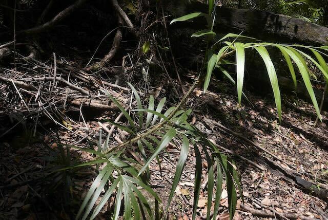 Wait-a-while in November 2023 by cooper5jenny · iNaturalist