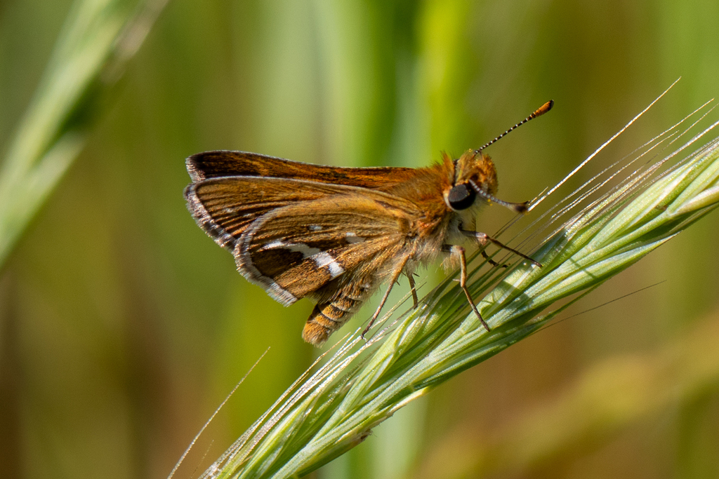 White-banded Grass-dart from Wodonga VIC 3690, Australia on November 11 ...
