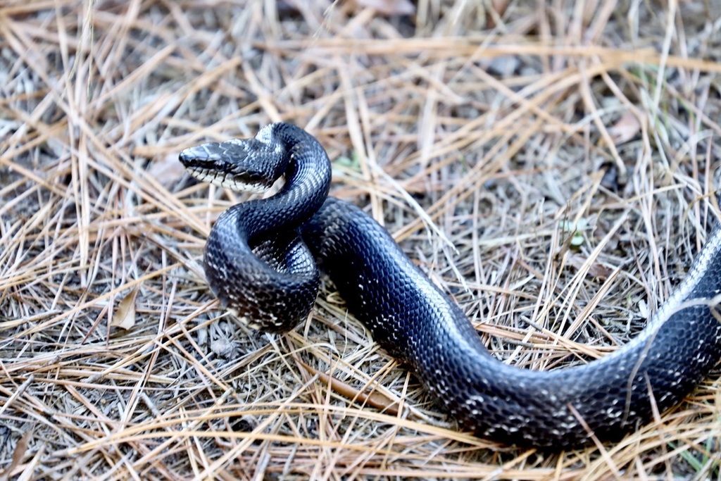 Eastern/Gray Ratsnake Complex from Northumberland County, VA, USA on ...