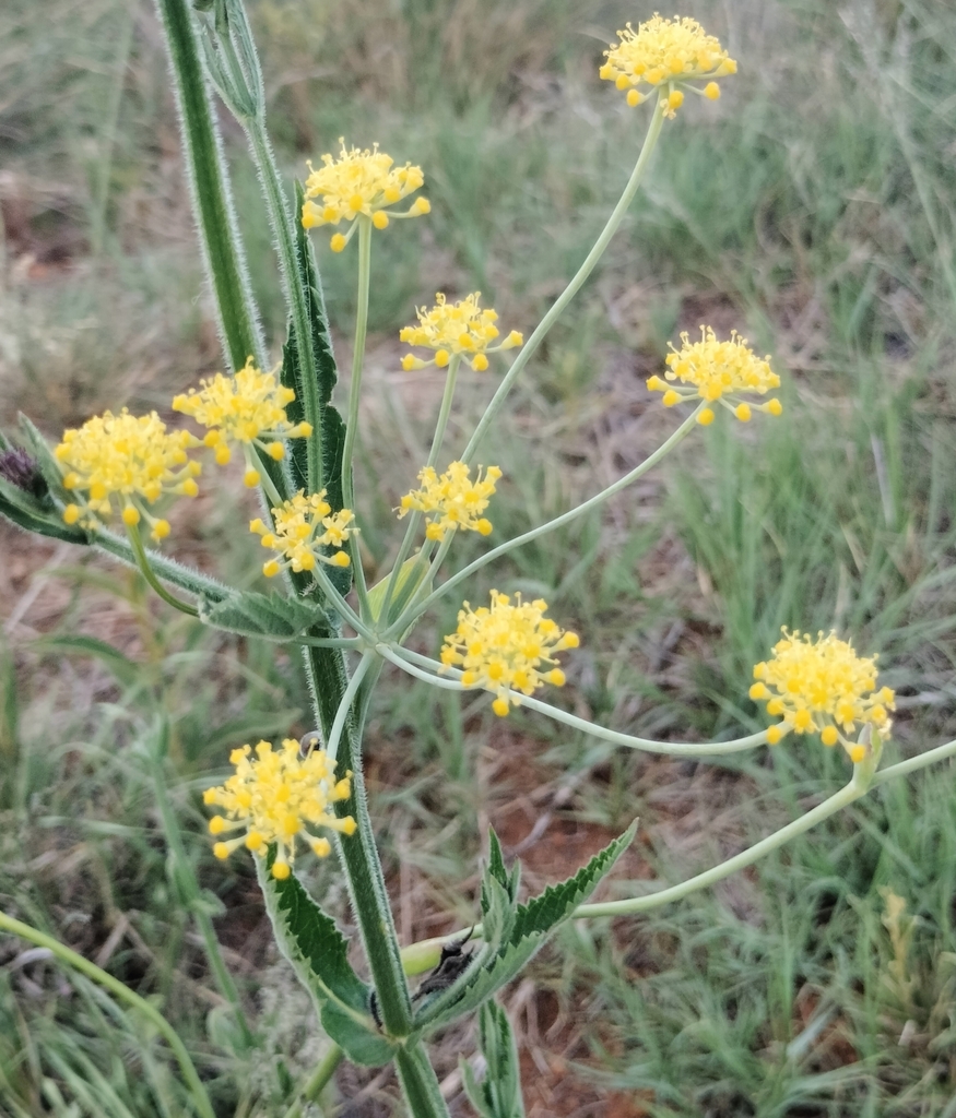 Apioideae from Rietvallei 377-Jr, Pretoria, 0181, South Africa on ...