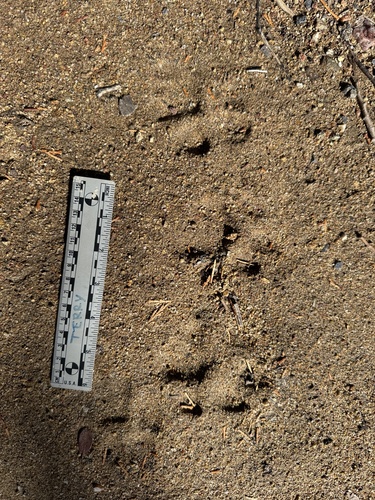 Mountain Lion Tracks – NatureTracking