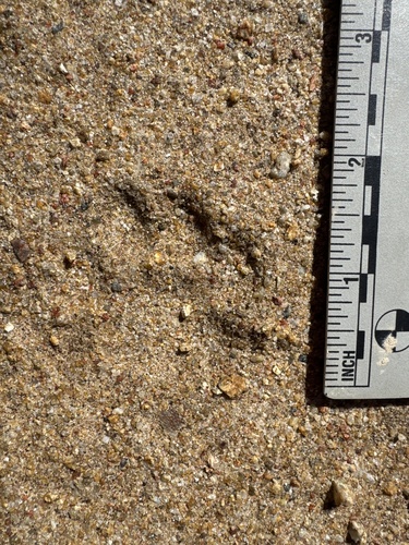 Mountain Lion Tracks – NatureTracking