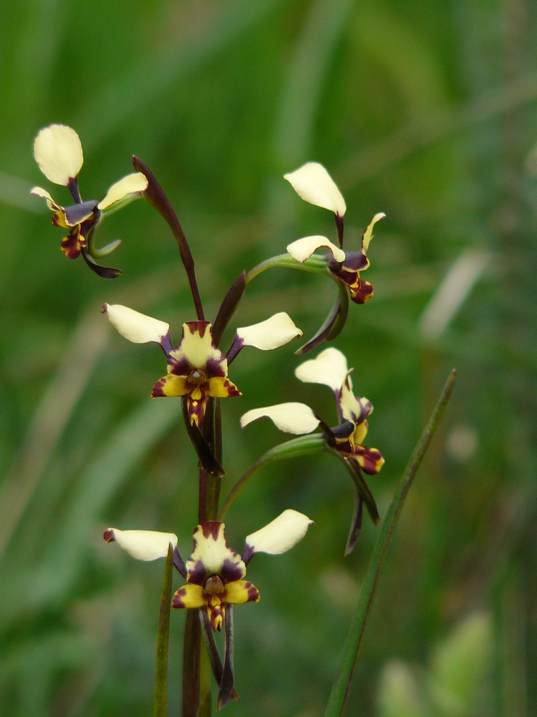 Leopard Orchid from Crafers West SA 5152, Australia on September 14 ...