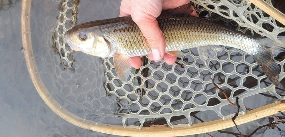 Fallfish from Hackettstown, NJ 07840, USA on November 26, 2023 at 09:43 ...