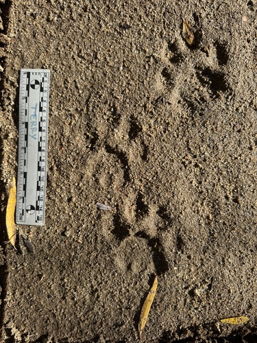 Mountain Lion Tracks – NatureTracking
