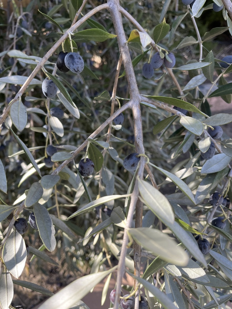 Olive from Corte Soledad, Temecula, CA, US on November 26, 2023 at 01: ...