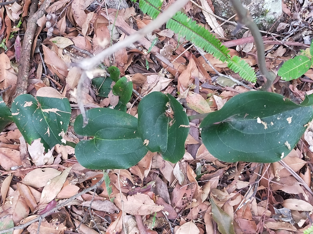Austral Sarsaparilla from Iluka NSW 2466, Australia on November 24, 2023 at 11:17 AM by ...