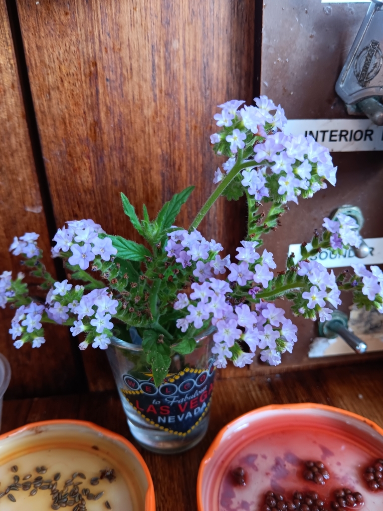 fragrant heliotrope from Midgee QLD 4702, Australia on November 27 ...