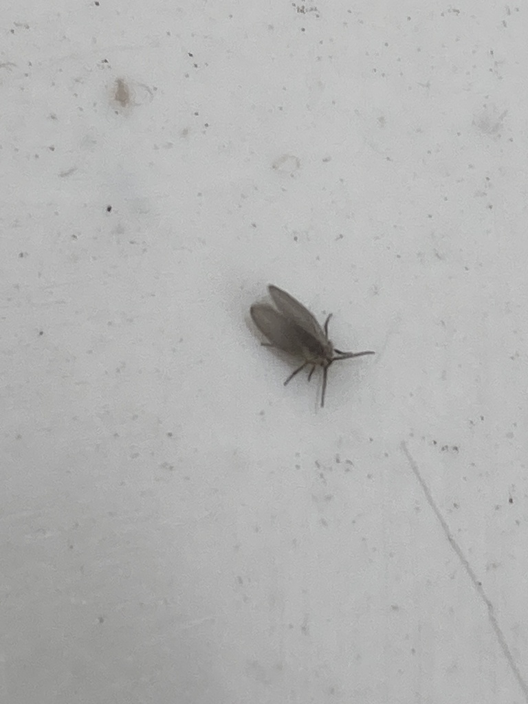 Moth Flies from Washington County, US-PA, US on November 26, 2023 at 03 ...