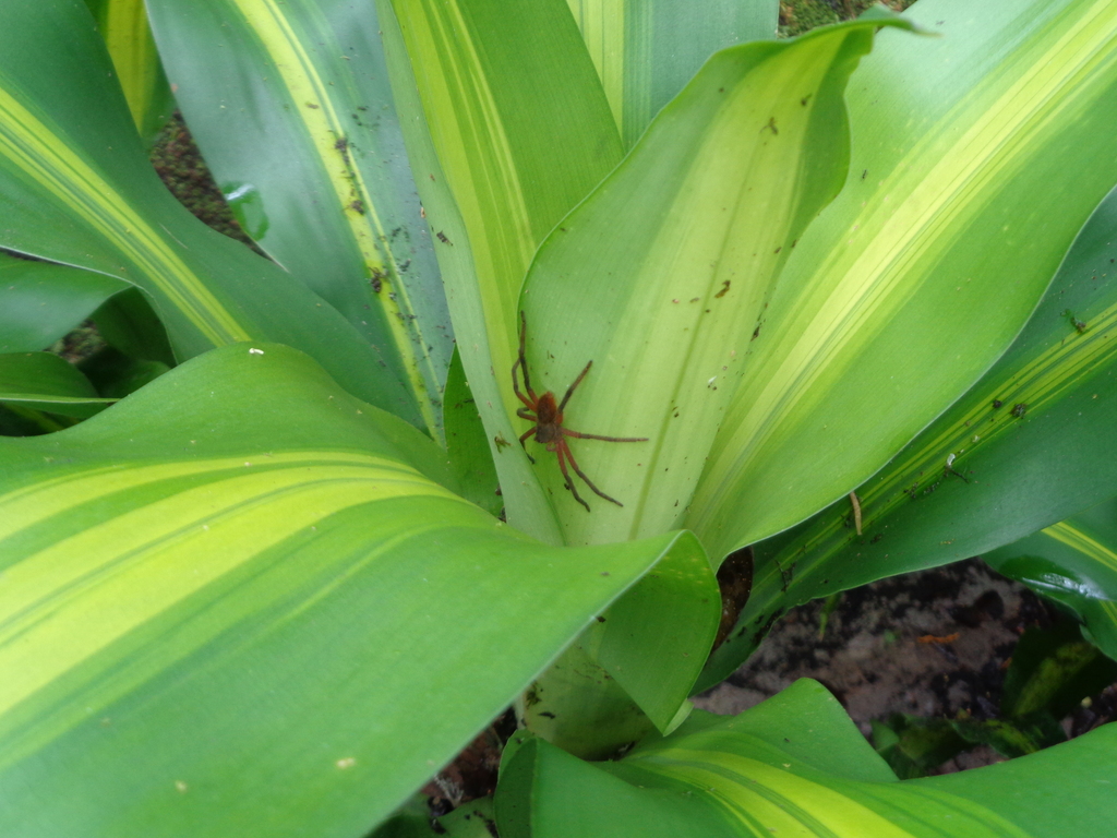 Bromeliad Spiders from Saloya Cinto, Mindo 170751, Ecuador on November ...