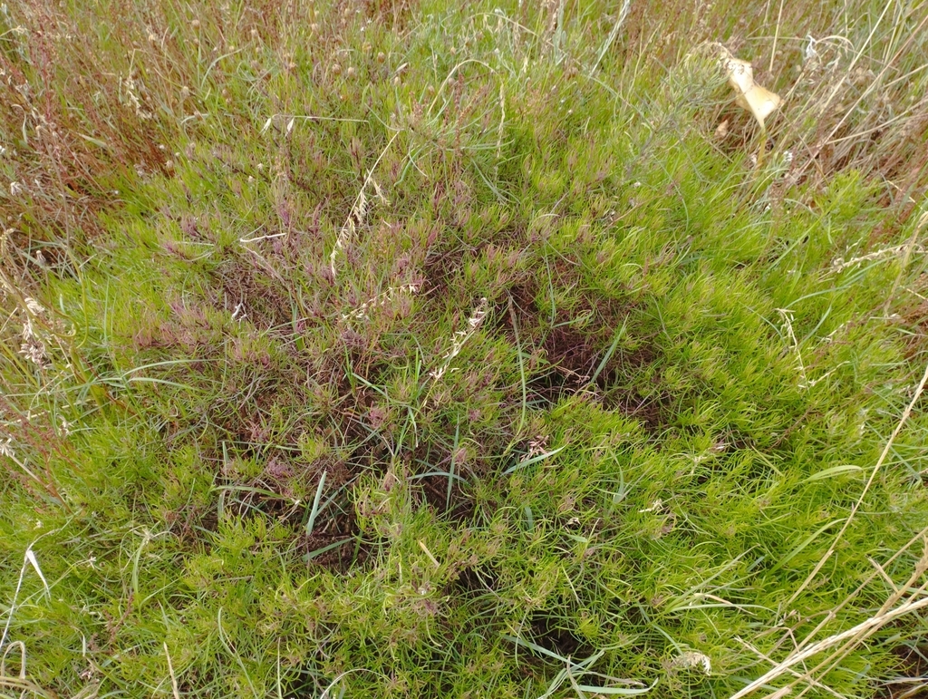 dicots from Rondebosch Common, Cape Town, 7700, South Africa on ...