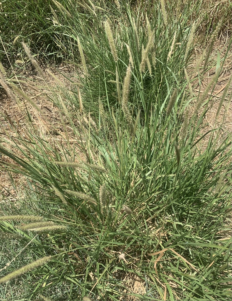 buffelgrass from Otjozondjupa, NA on November 18, 2023 at 01:54 PM by ...