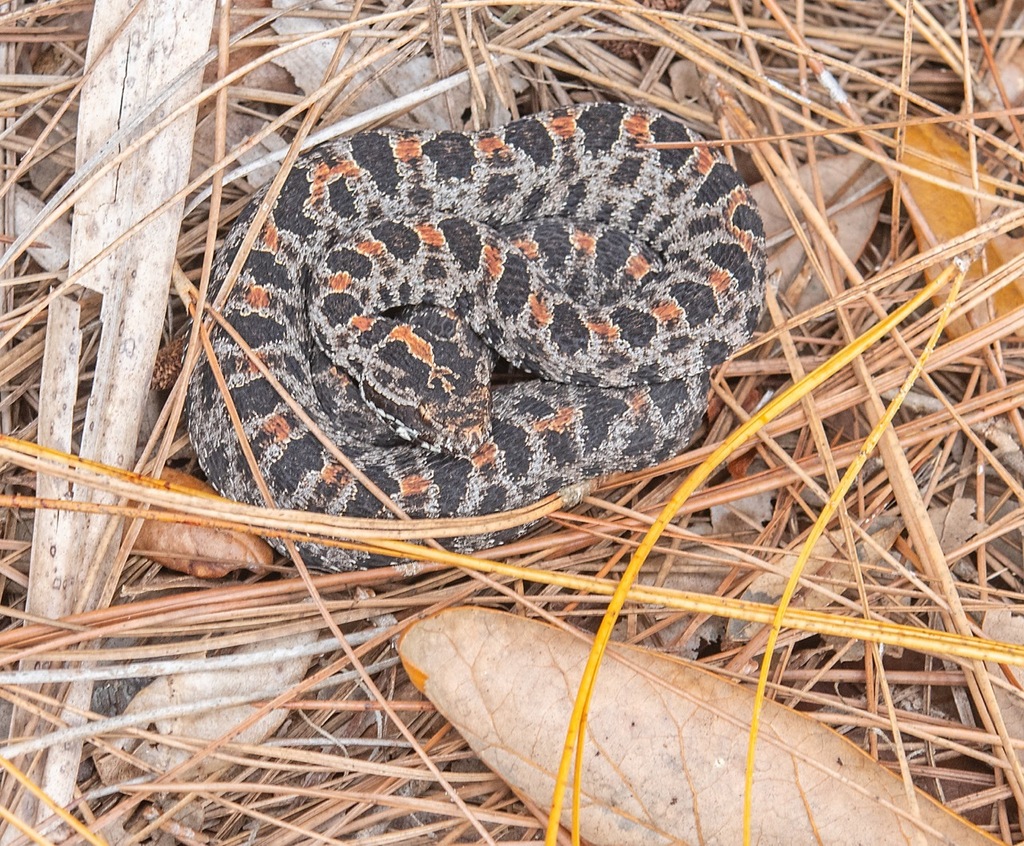 Dusky Pygmy Rattlesnake from Christmas, FL 32709 on November 25, 2023 ...