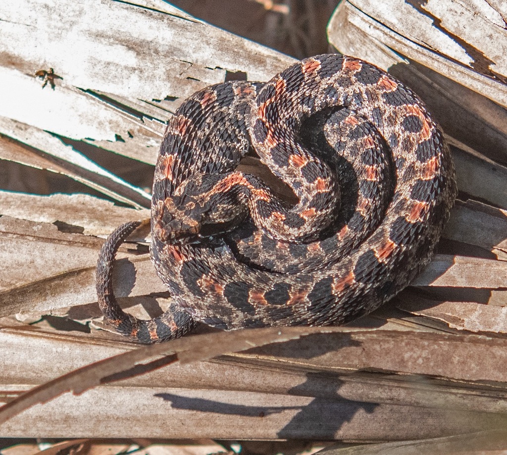 Dusky Pygmy Rattlesnake from Christmas, FL 32709 on November 25, 2023 ...